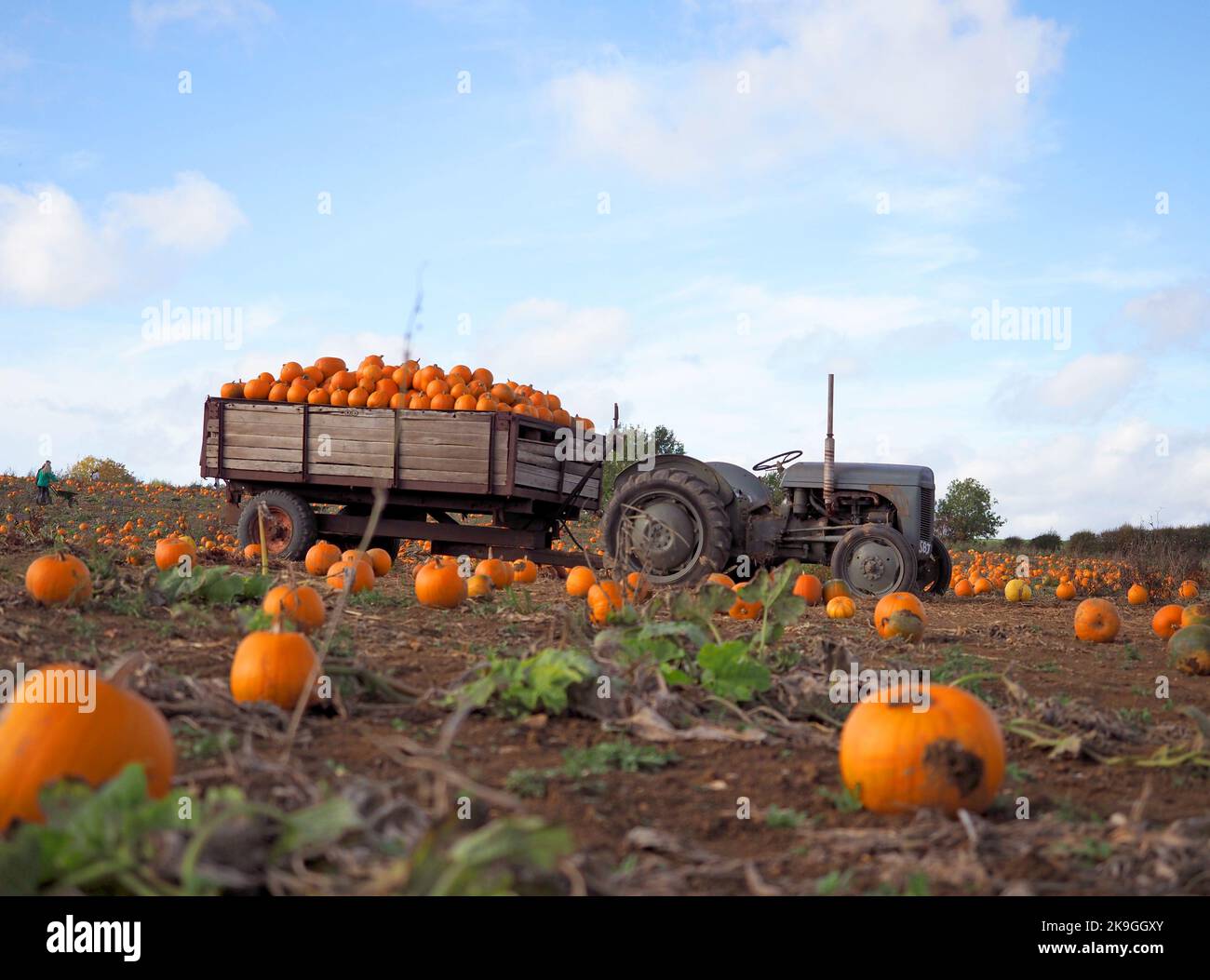 Pumpkins and a vintage tractor at a pick your own farm, Leicestershire ...