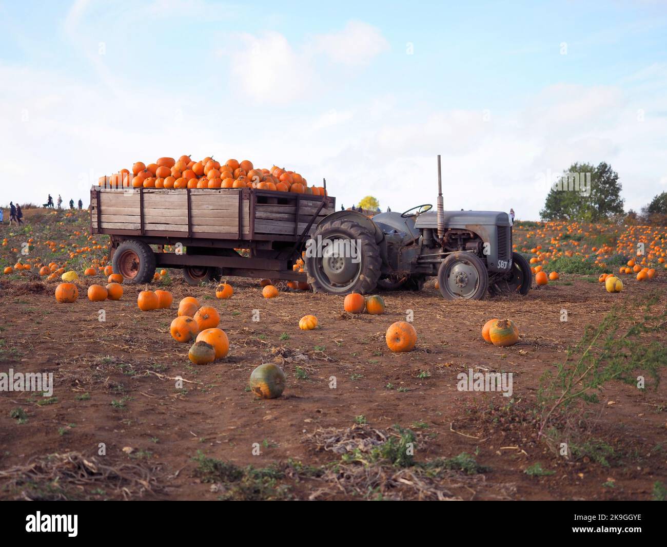 Pumpkins and a vintage tractor at a pick your own farm, Leicestershire ...