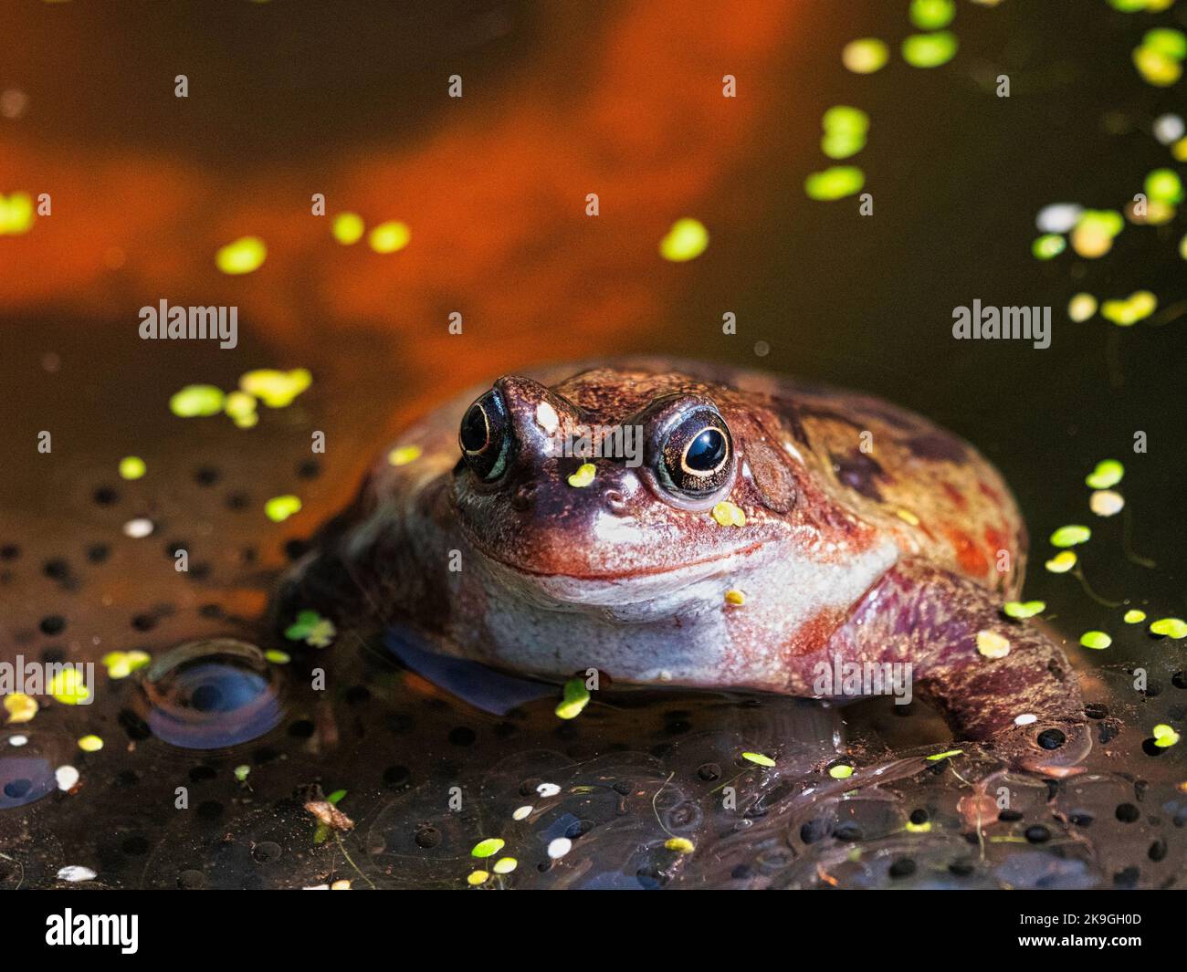 Oregon spotted frog hi-res stock photography and images - Alamy