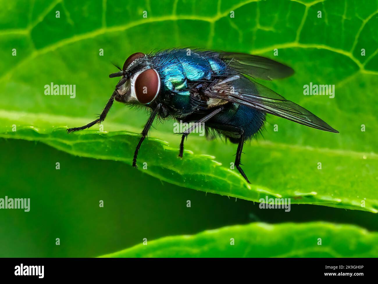 Exotic diptera hi-res stock photography and images - Alamy