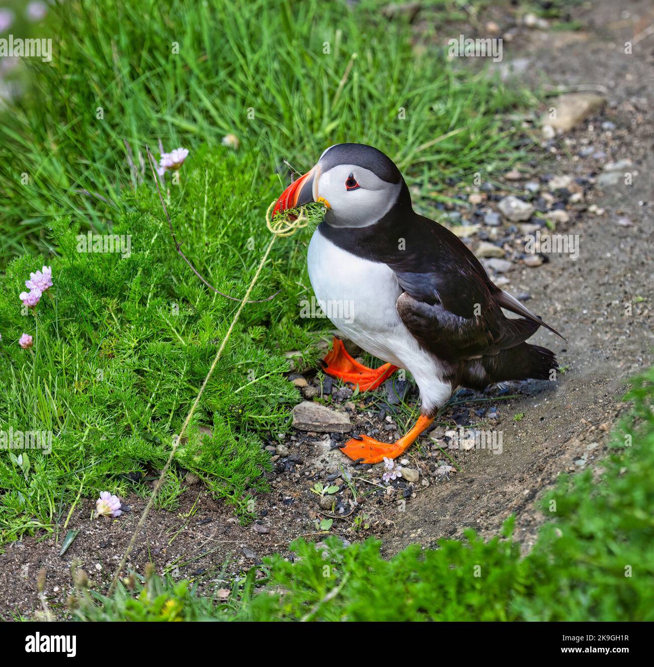 A cute Atlantic puffin gathering nesting materials outdoors Stock Photo ...