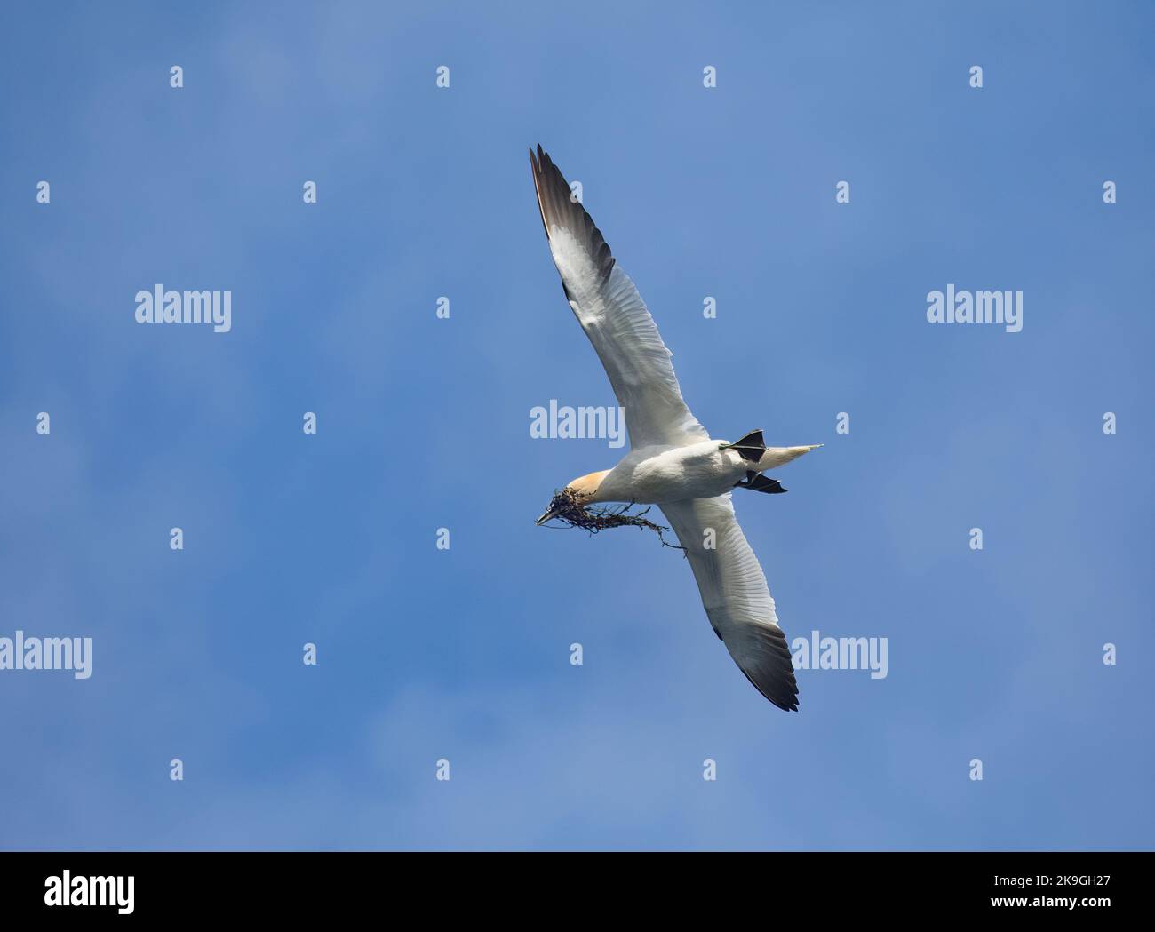 A low angle shot of Northern gannet with open wings flying in the blue ...