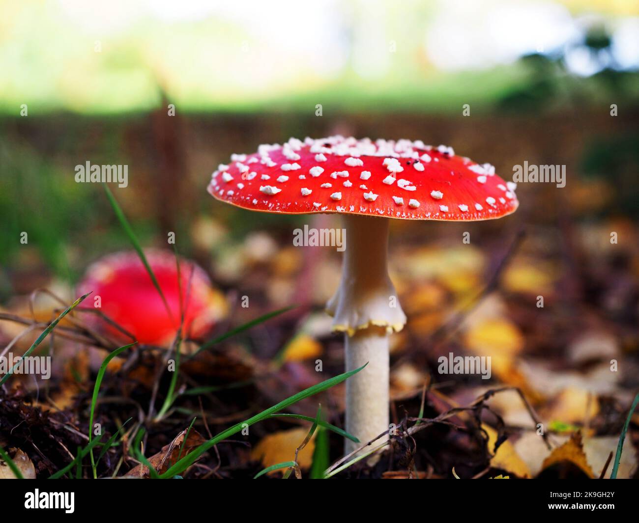 Fly Agaric (amanita muscaria) toadstool grows in woodland amongst birch ...