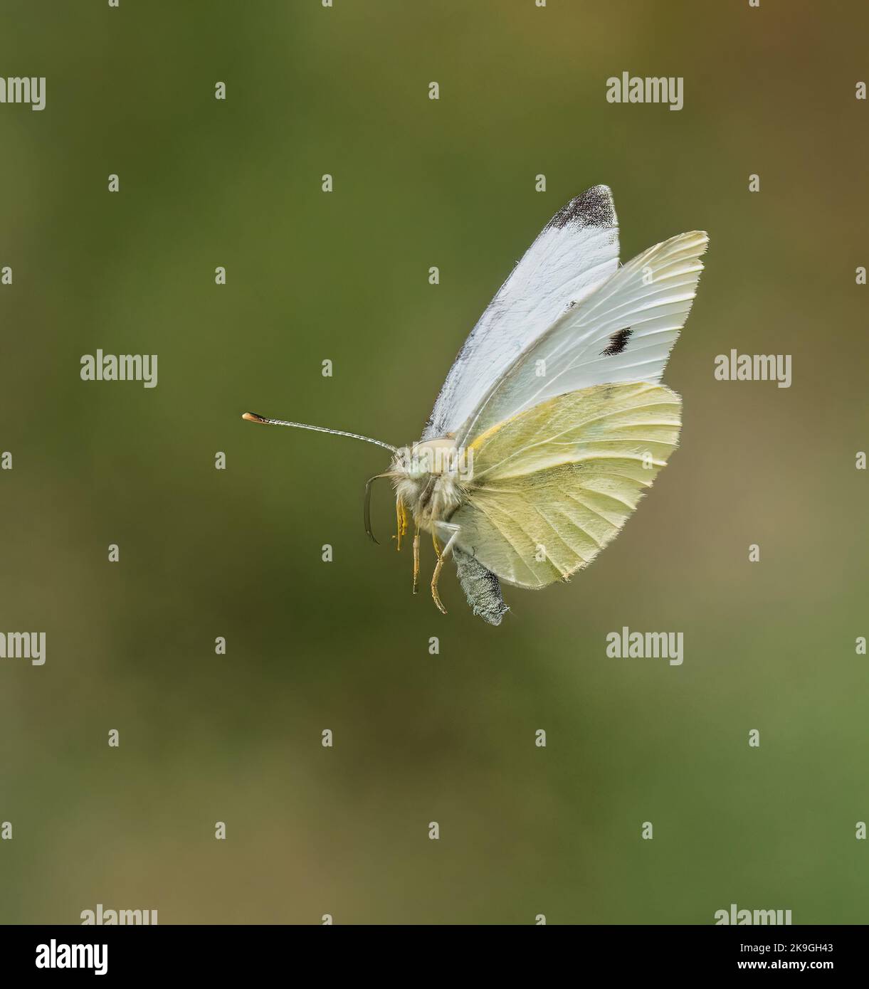 A closeup of adorable Large white butterfly in flight on blur green ...