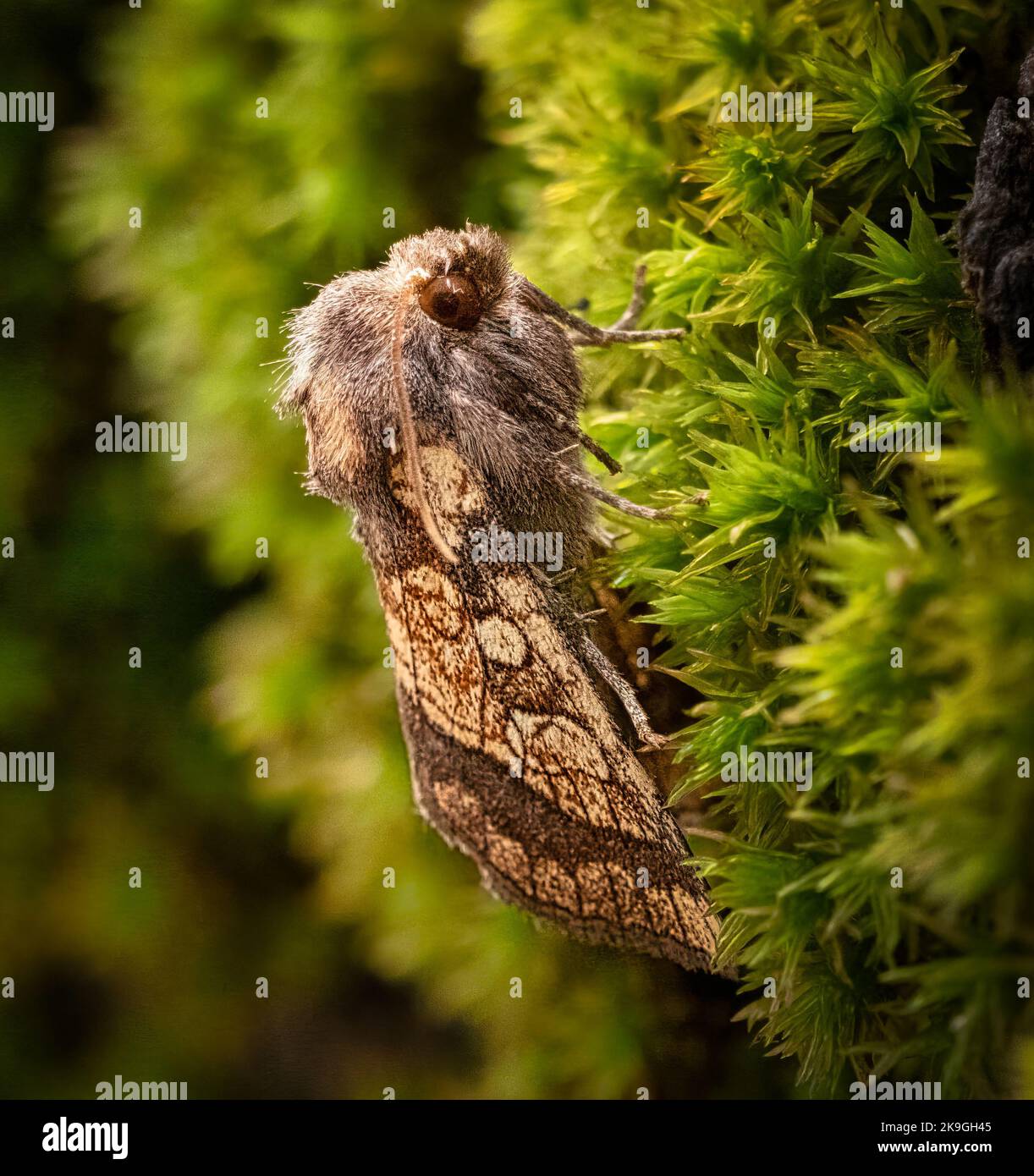 A side view of Frosted Orange Moth resting on green broom forkmoss ...