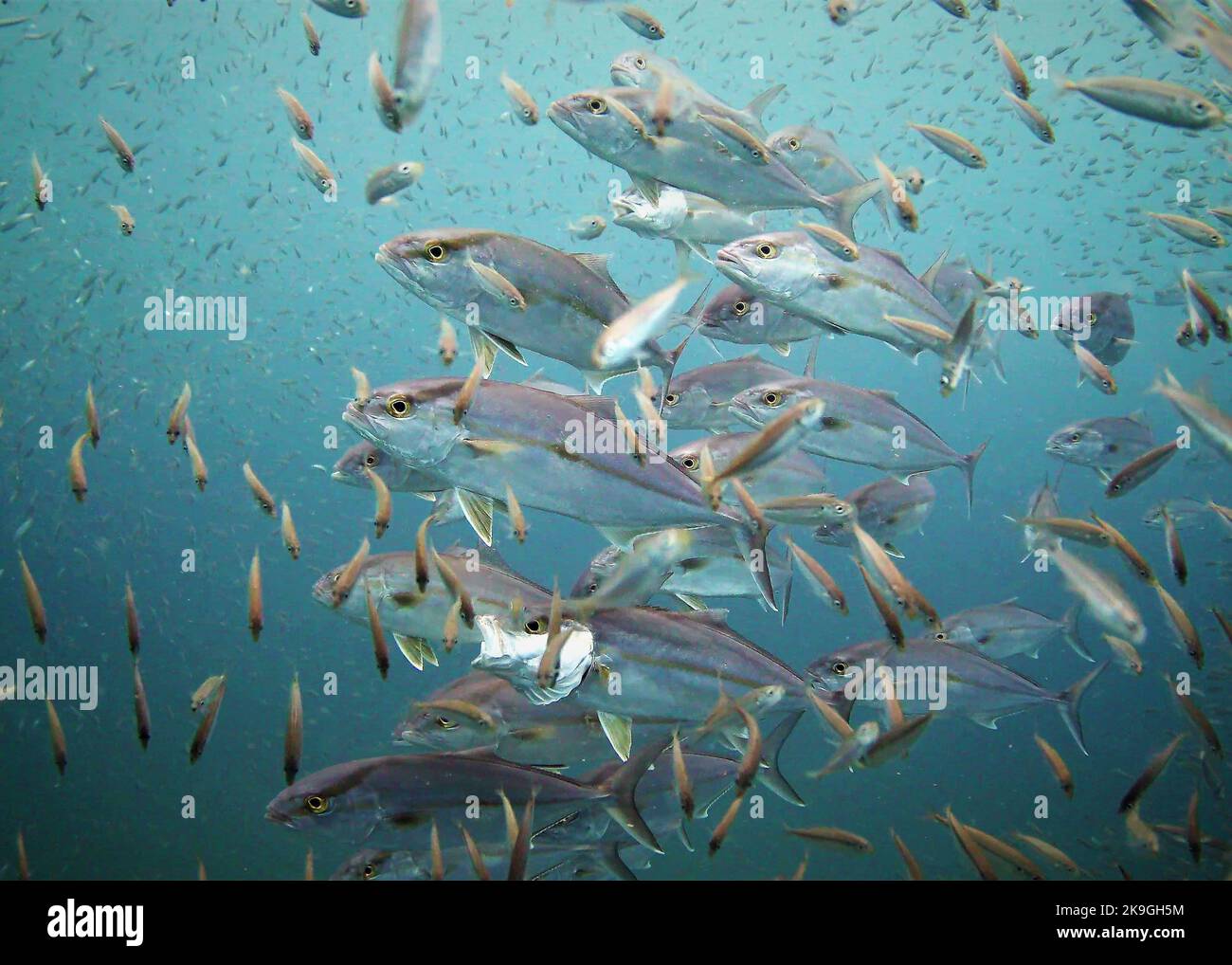 Different sized fish hi-res stock photography and images - Alamy