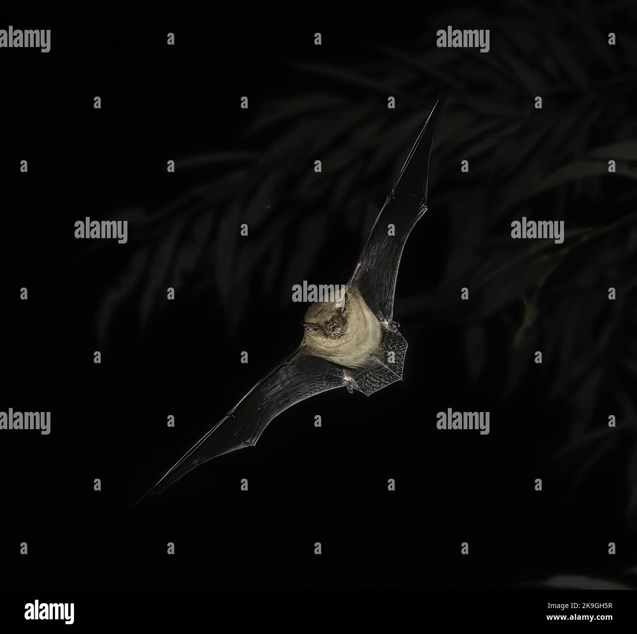 Daubenton hi-res stock photography and images - Alamy