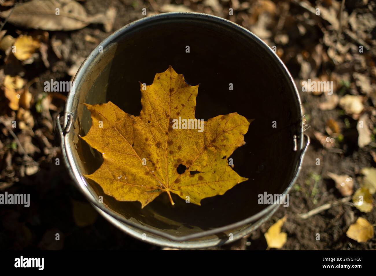 Maple fox in bucket. Autumn leaf in water. Garden tools. Steel bucket ...