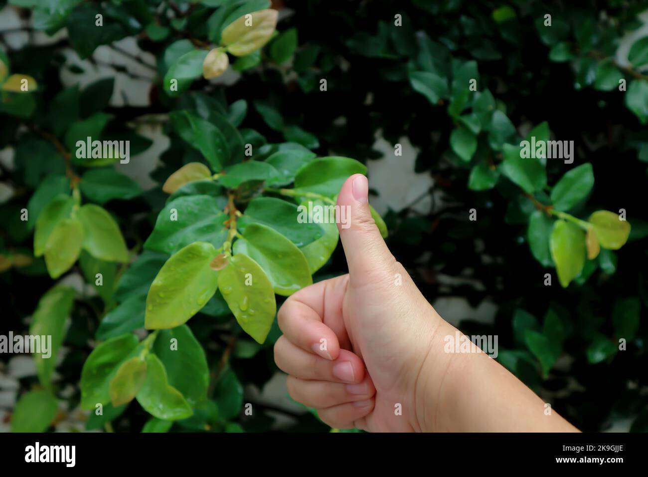 fingers ,Hand with sign or Hand showing peace sign in plant background ...