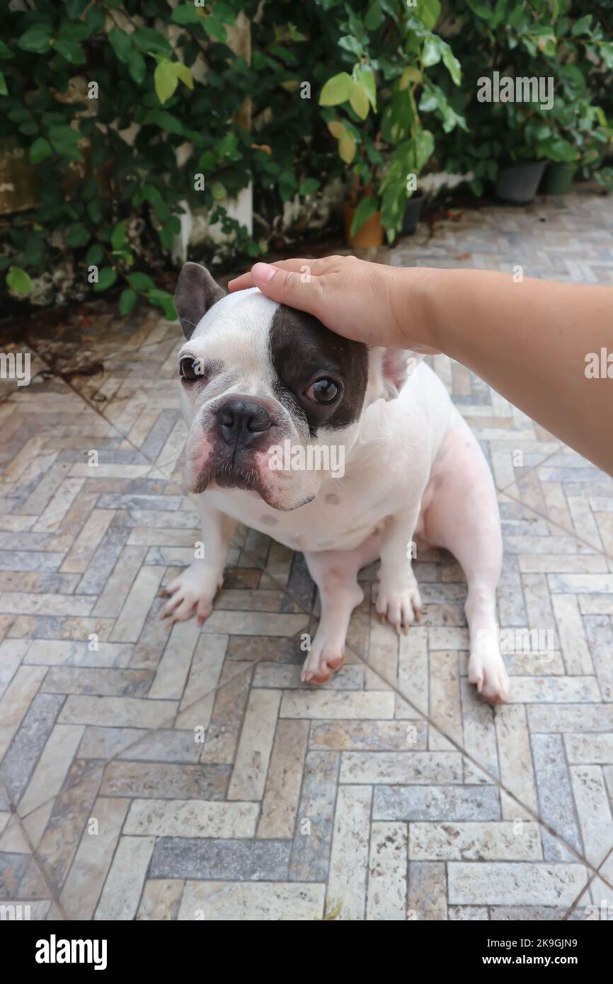 hand up dog , tame French bulldog or sitting french bulldog in the ...