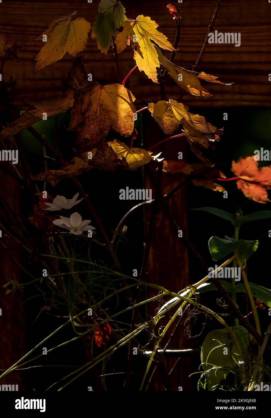 Autumn leaves in deep shadow Stock Photo - Alamy