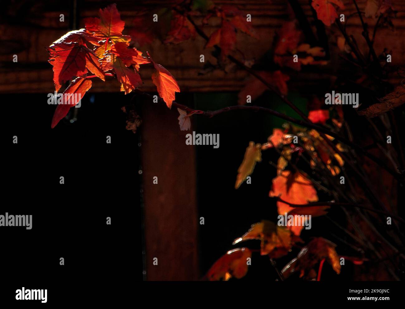Autumn leaves in deep shadow Stock Photo - Alamy