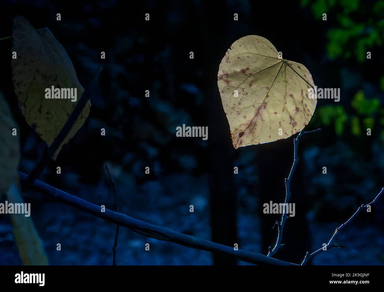 Autumn leaves in deep shadow Stock Photo - Alamy