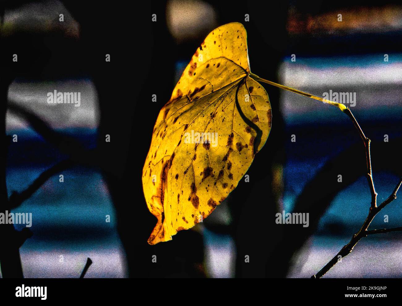 Autumn leaves in deep shadow Stock Photo - Alamy