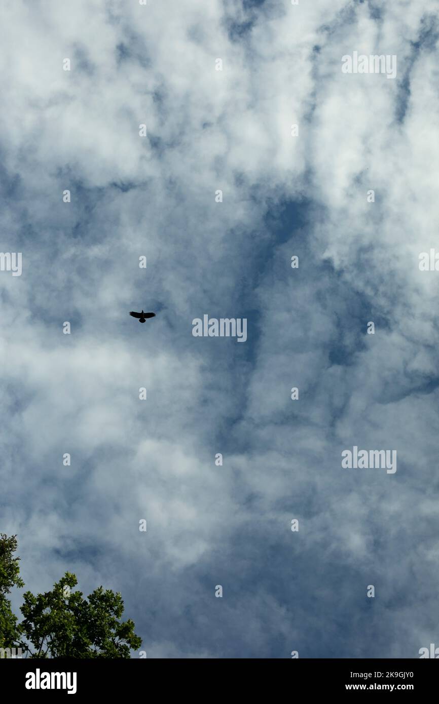 Crow in sky. View of sky with bird. Flight of Raven. Details of life in ...