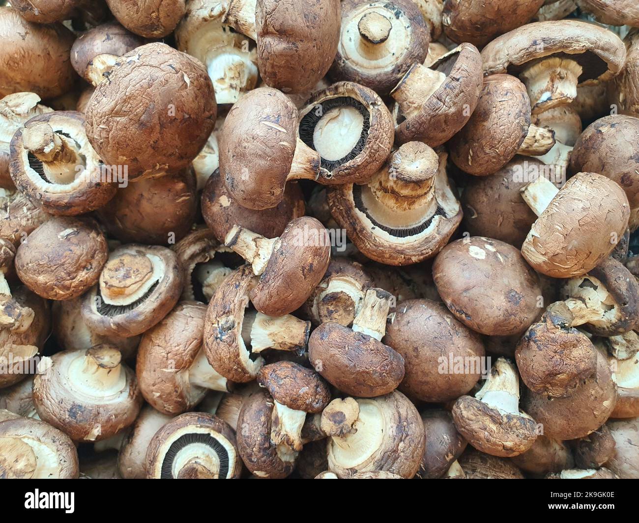 Brown shiitake mushrooms for sale in market. The shiitake is an edible ...