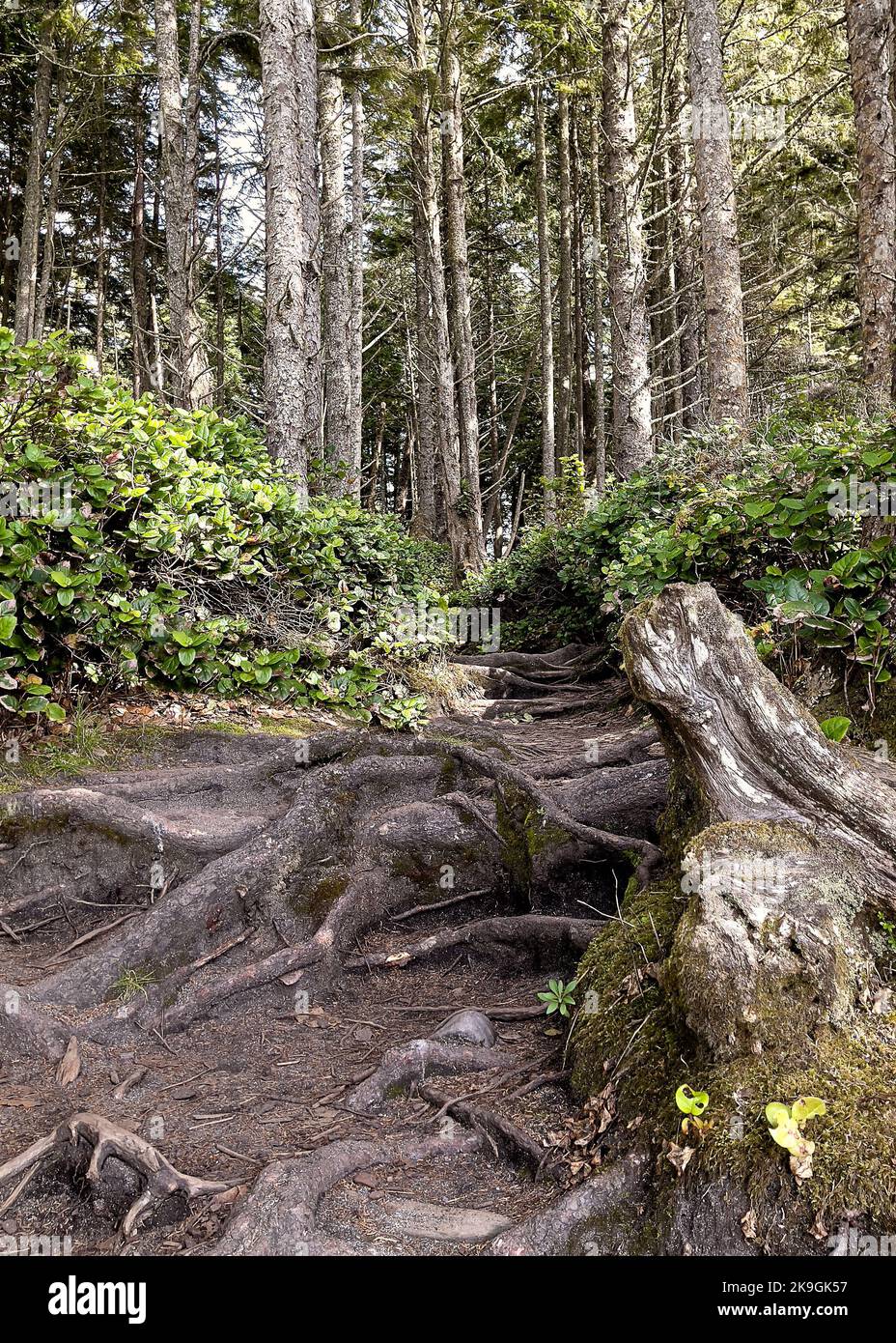 A forest path covered in tree roots in a dense rainforest with tall ...