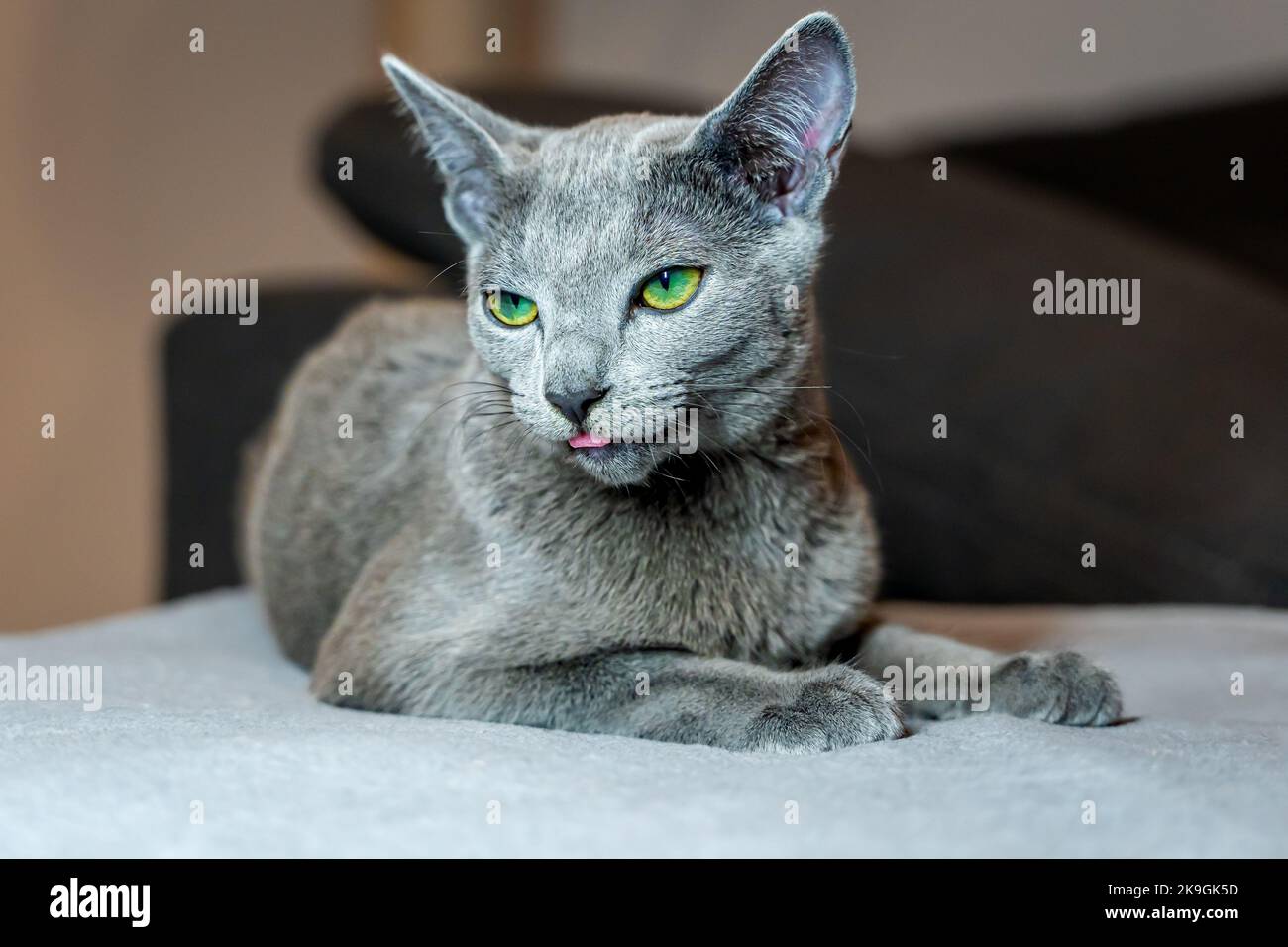 Russian blue cat with amazing green eyes shows his tongue. The cat lies ...