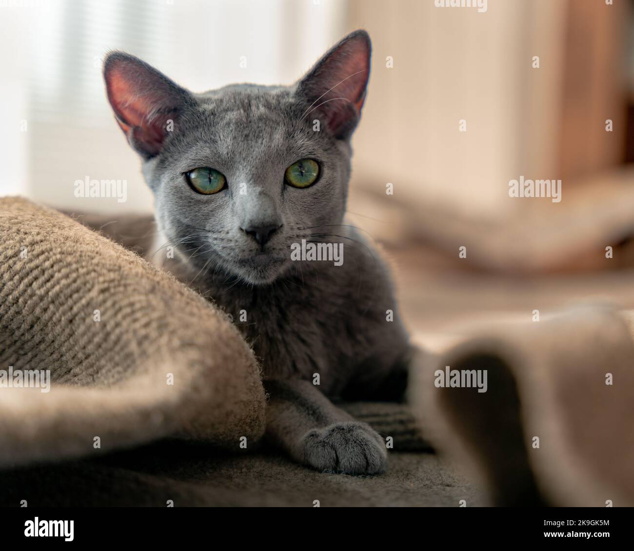 Russian blue cat with green eyes lies on the carpet. Looks dreamy with ...