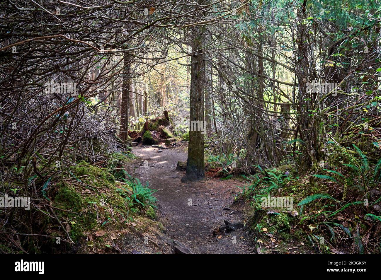 A magical trail through the dense rainforest with the leaf less ...