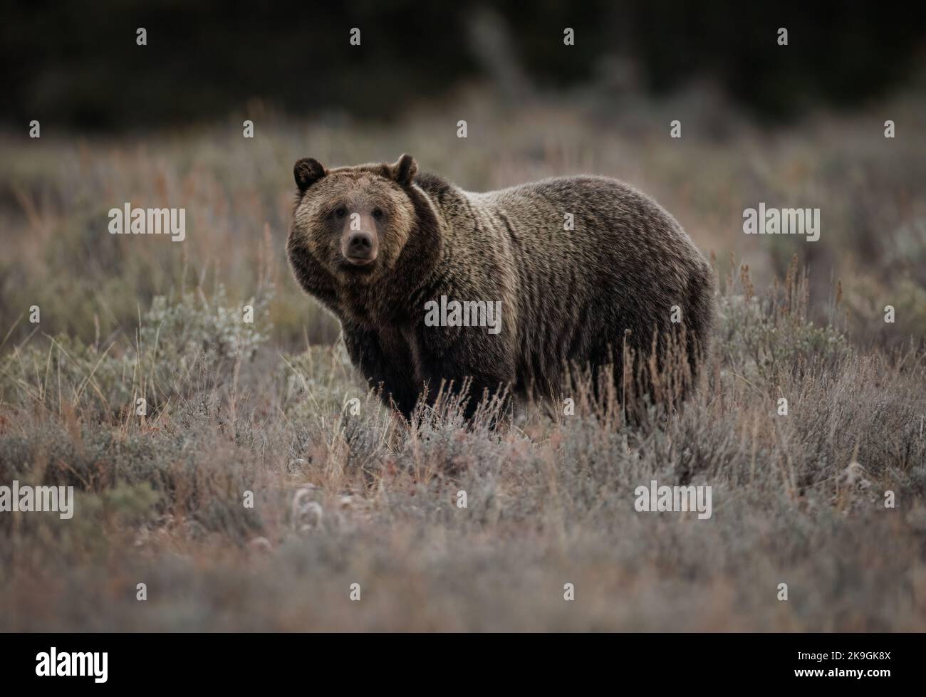 Grizzly Bear in Alaska Stock Photo - Alamy