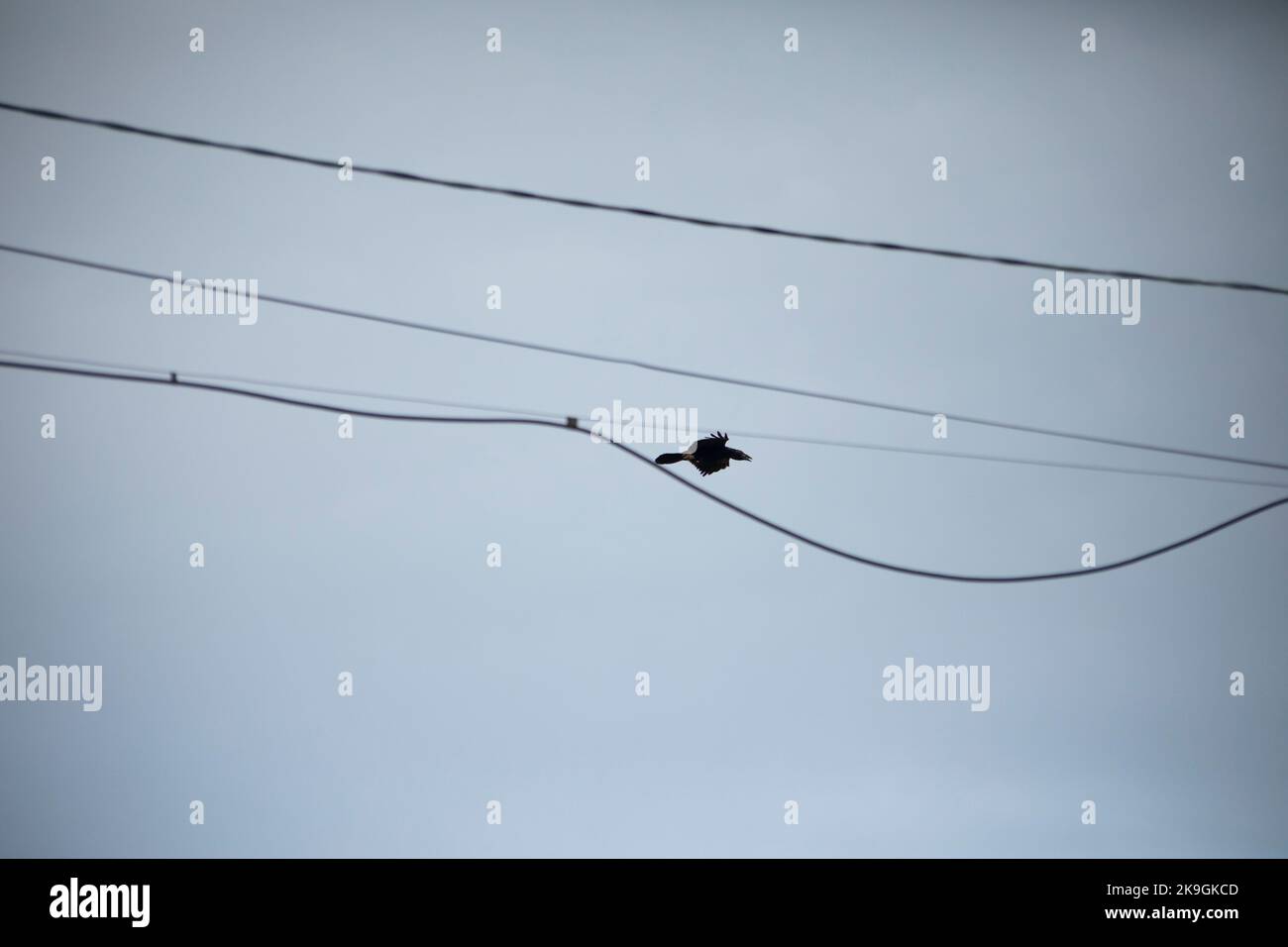 Raven flies through wires. Bird in sky. Black raven in blue sky ...
