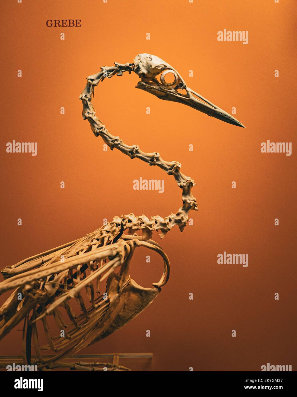 A vertical shot of the skeletal remains of a red-throated diver in the ...