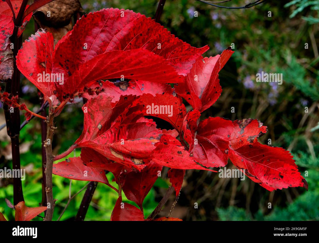 Beight Autumn leaves in the October garden Stock Photo - Alamy