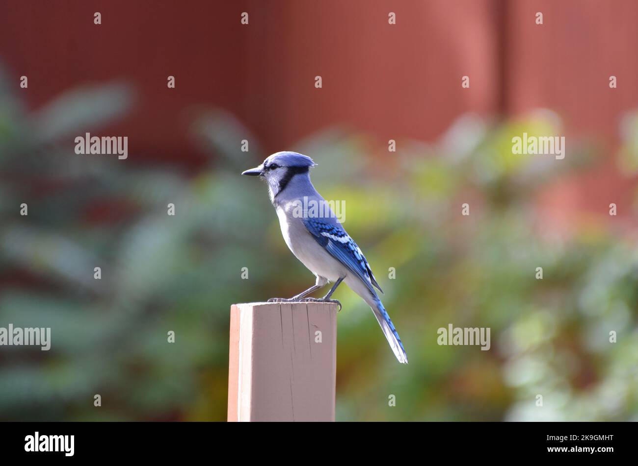 Colours of a jay hi-res stock photography and images - Alamy