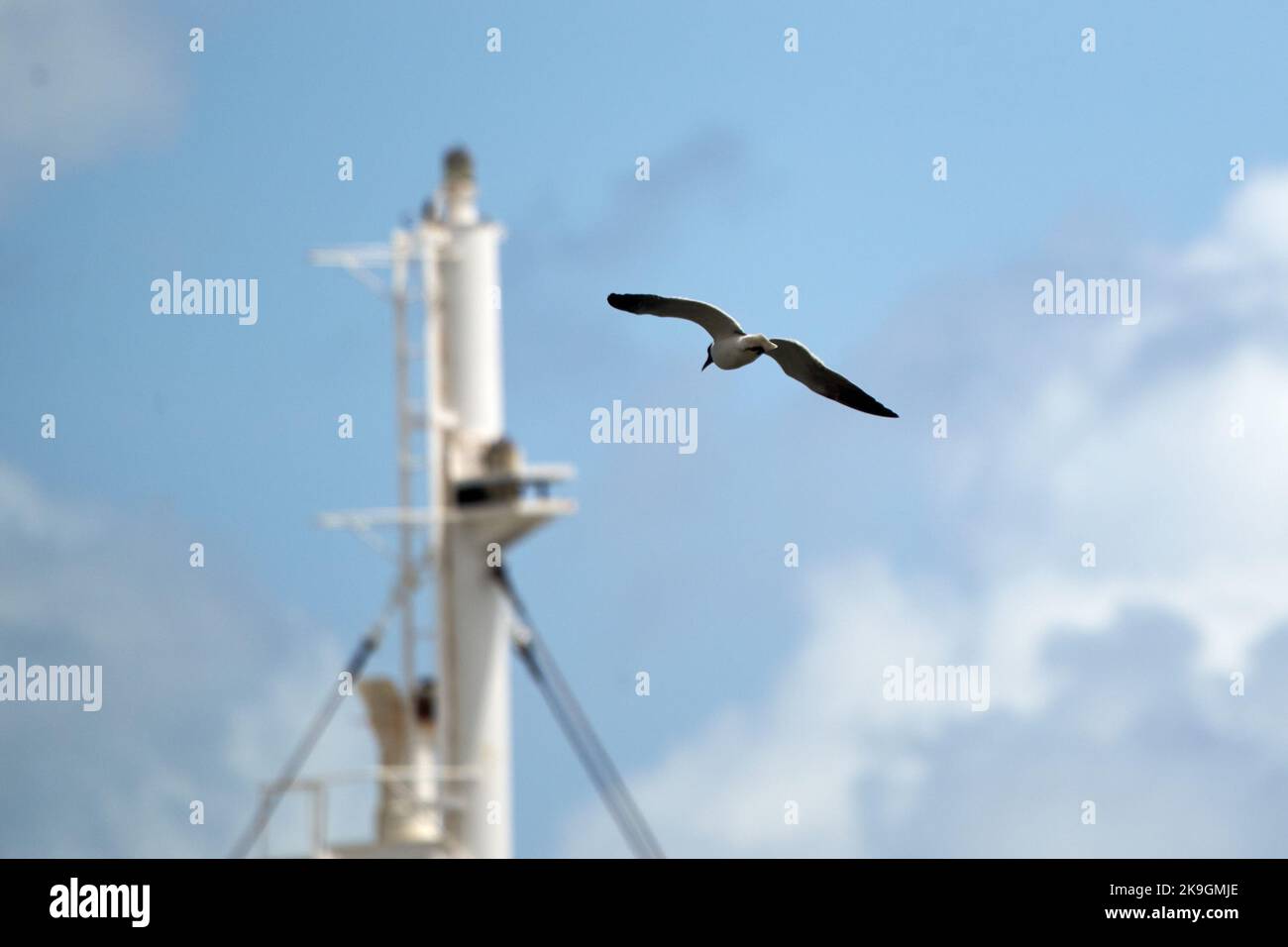 The low-angle view of an Ascension frigatebird flying before a ship ...