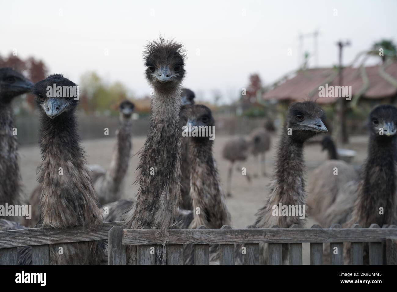 A selective shot of a flock of emus (Dromaius novaehollandiae) behind ...