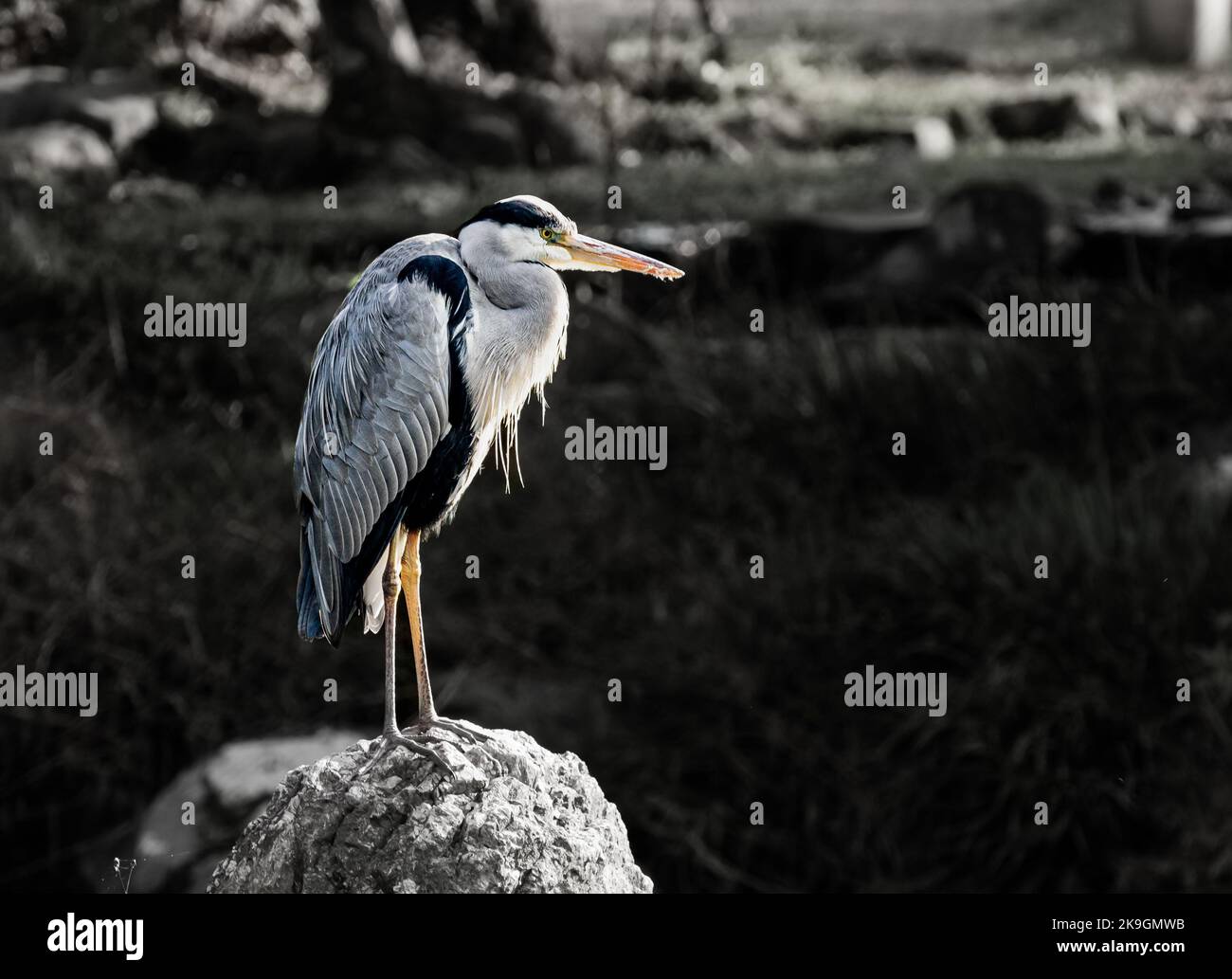 A gray heron perched on the rock in a selective color Stock Photo - Alamy
