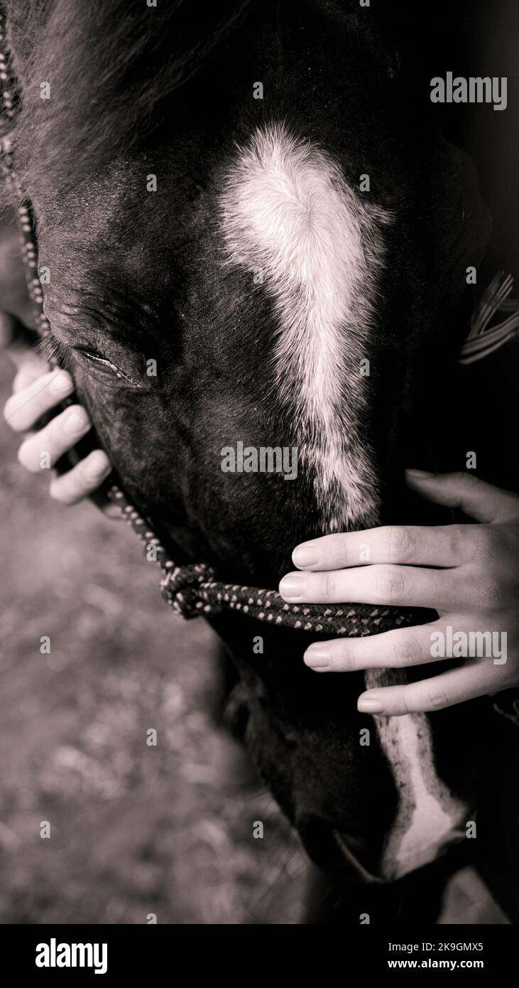 A vertical grayscale closeup of the hands embracing the horse's head ...