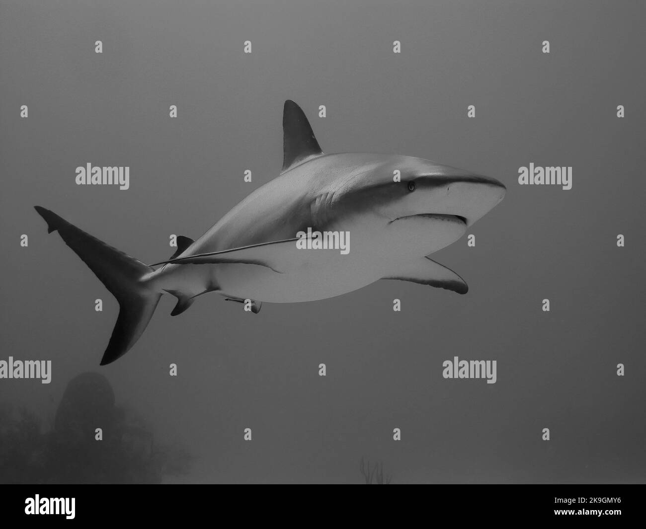 A grayscale of a great white shark in the water Stock Photo - Alamy