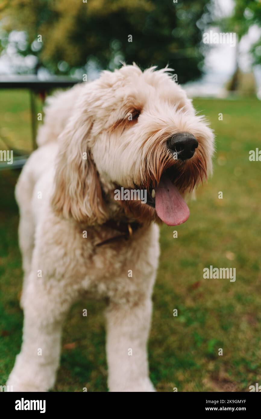 A vertical closeup of a cute labradoodle outdoors Stock Photo - Alamy
