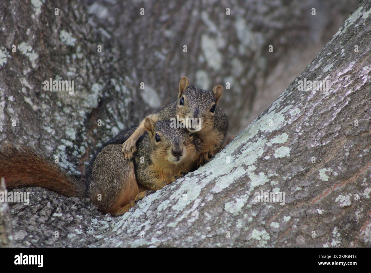 A closeup of male and female fox squirrels playing in an oak tree Stock ...