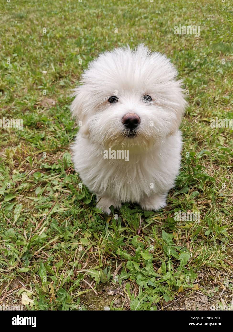 A vertical closeup of a cute small white dog. Coton de Tulear Stock ...