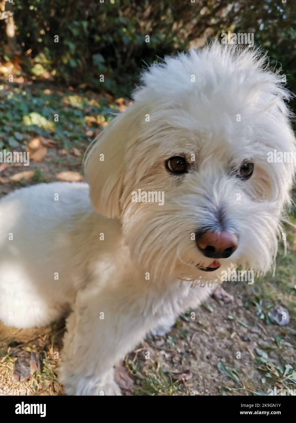 A vertical closeup of a cute small white dog. Coton de Tulear Stock ...