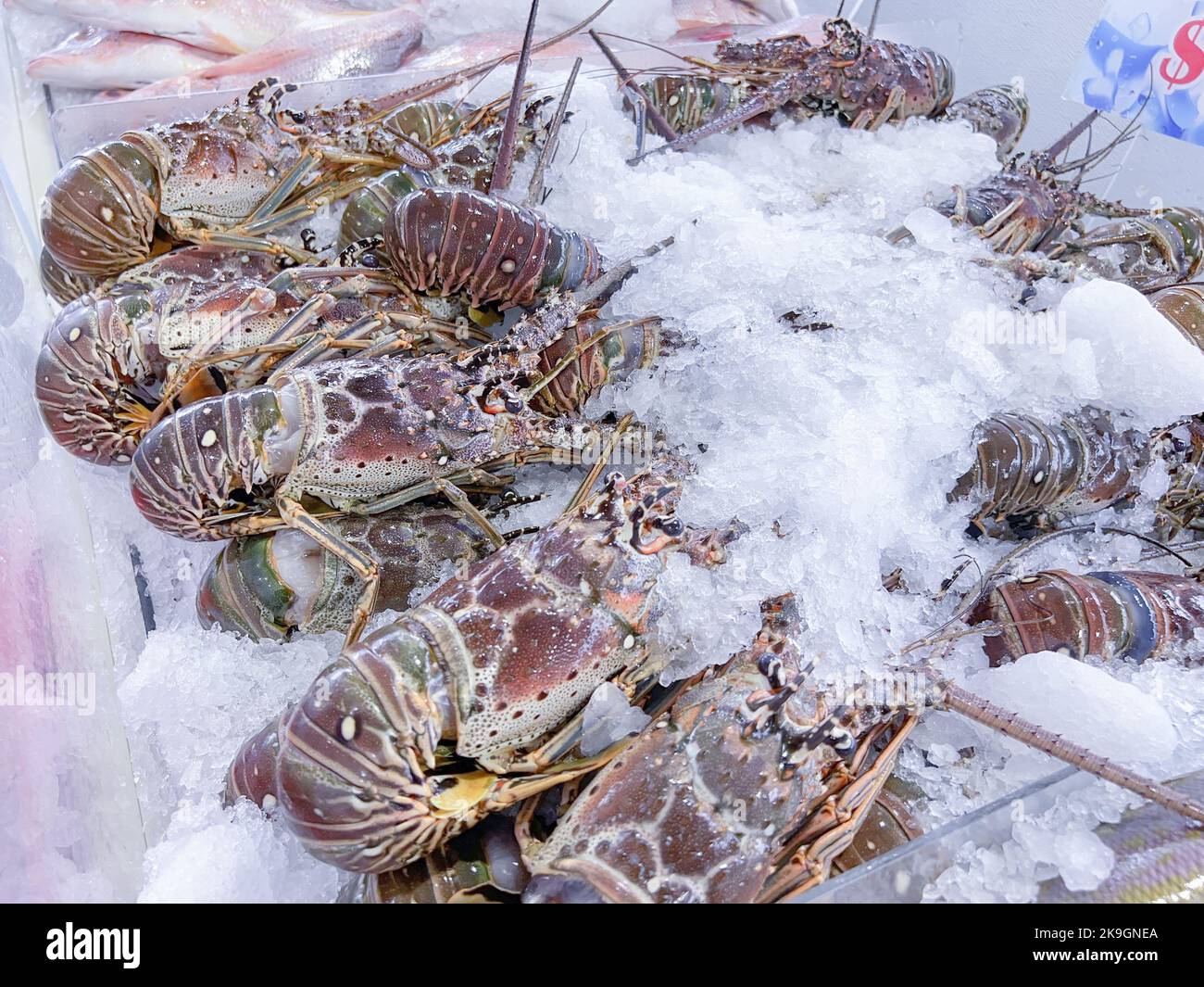 Sea food on ice in Florida Fish Market Stock Photo - Alamy