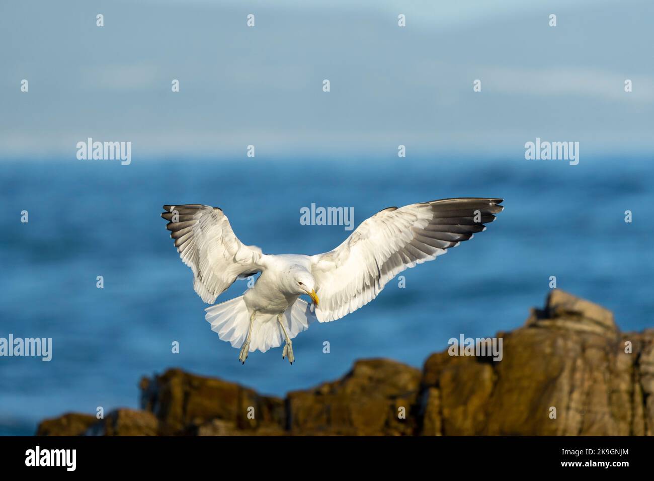 Kelp or Dominican gull (Larus dominicanus) landing on rocks along the ...