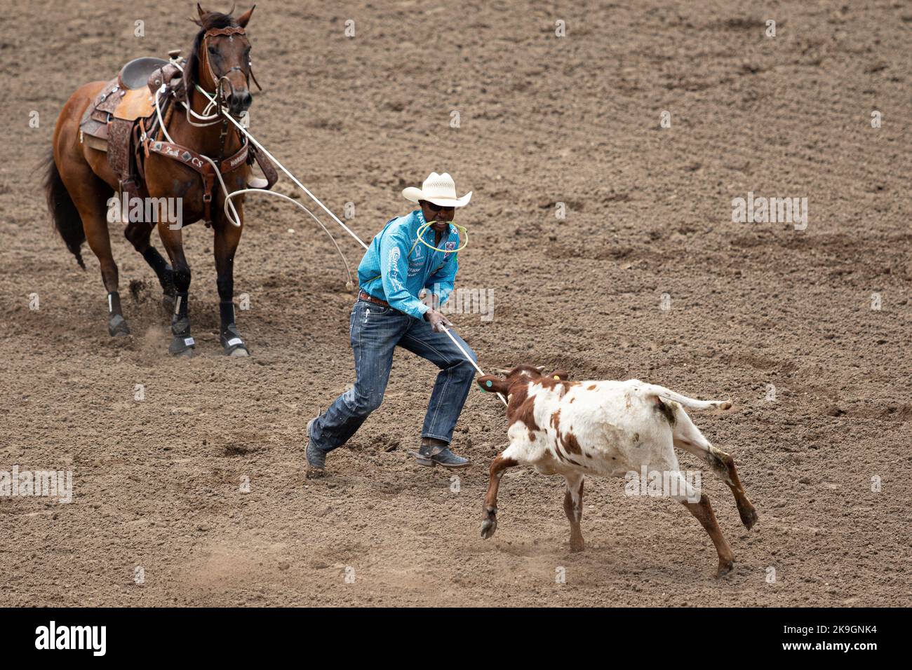 A cowboy at the Calgary Stampede annual rodeo festival Stock Photo - Alamy