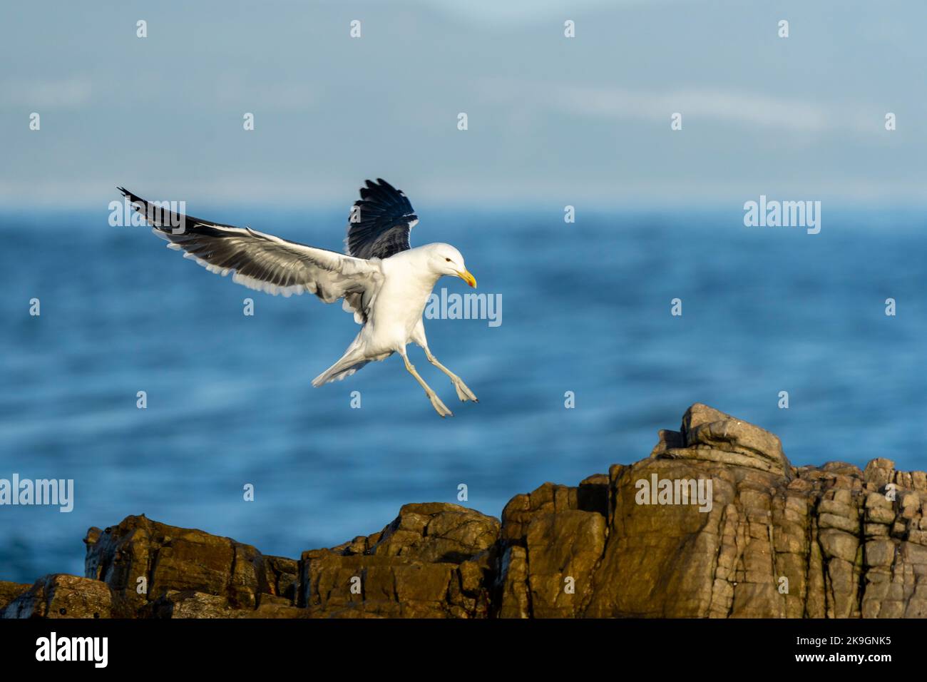 Kelp or Dominican gull (Larus dominicanus) landing on rocks along the ...