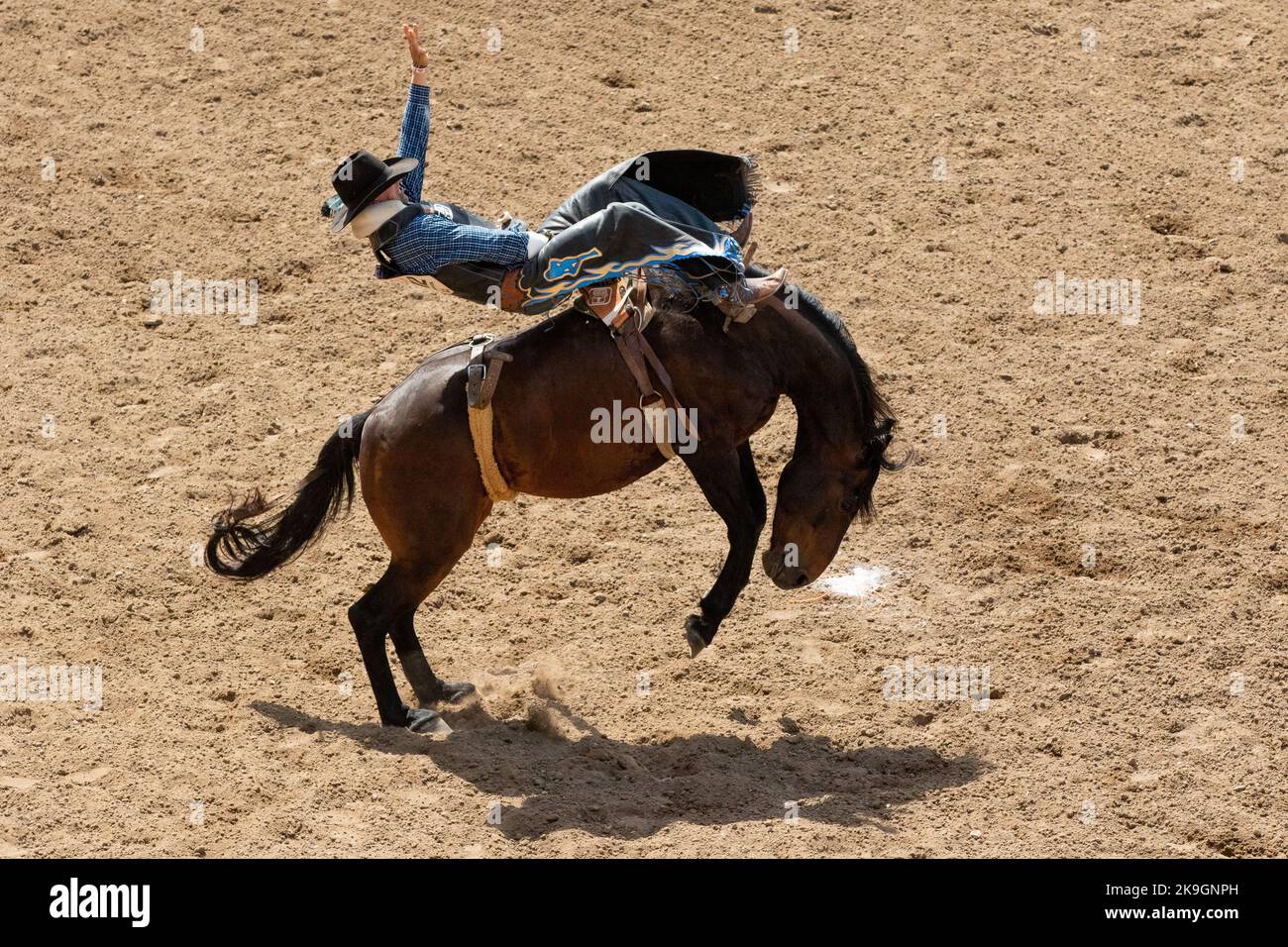 A cowboy on the horse in motion at the rodeo festival Stock Photo - Alamy
