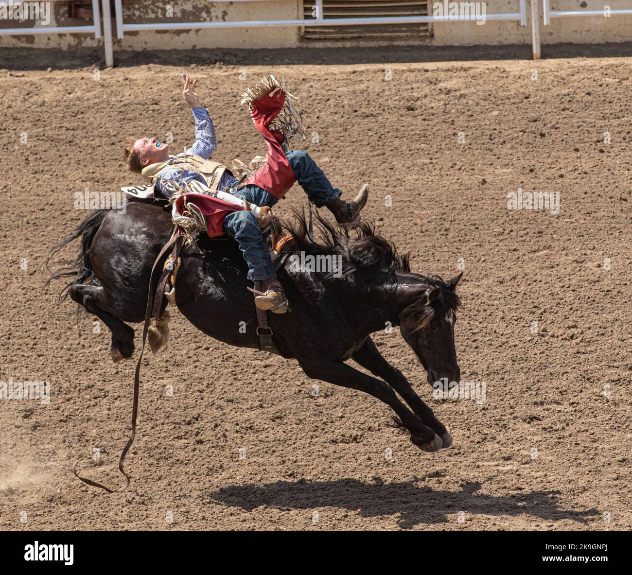 A cowboy at the Calgary Stampede annual rodeo festival Stock Photo - Alamy