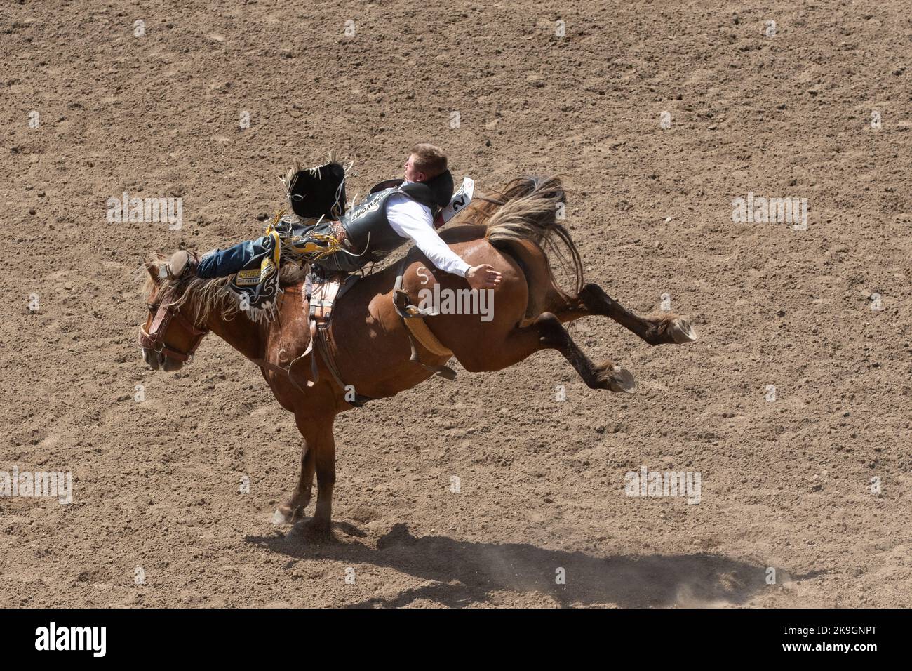 A cowboy at the Calgary Stampede annual rodeo festival Stock Photo - Alamy