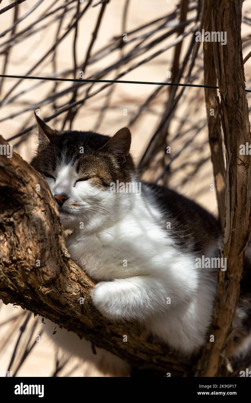 A vertical of a cute Cyprus cat, Felis catus calmly sleeping on the ...