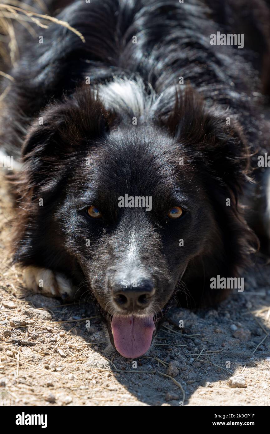 A vertical of a black Border Collie, Canis lupus familiaris looking ...