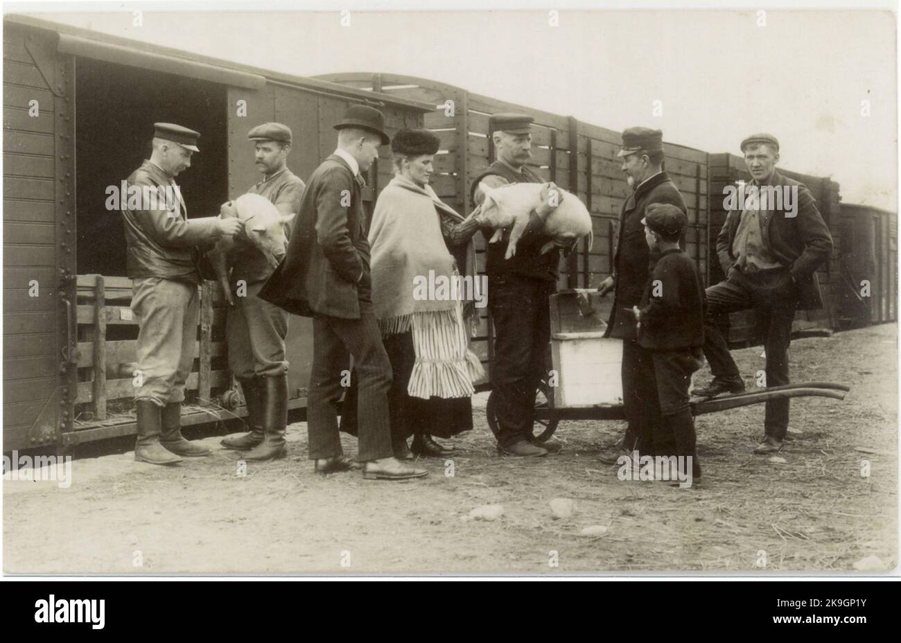 Livestock railway hi-res stock photography and images - Alamy