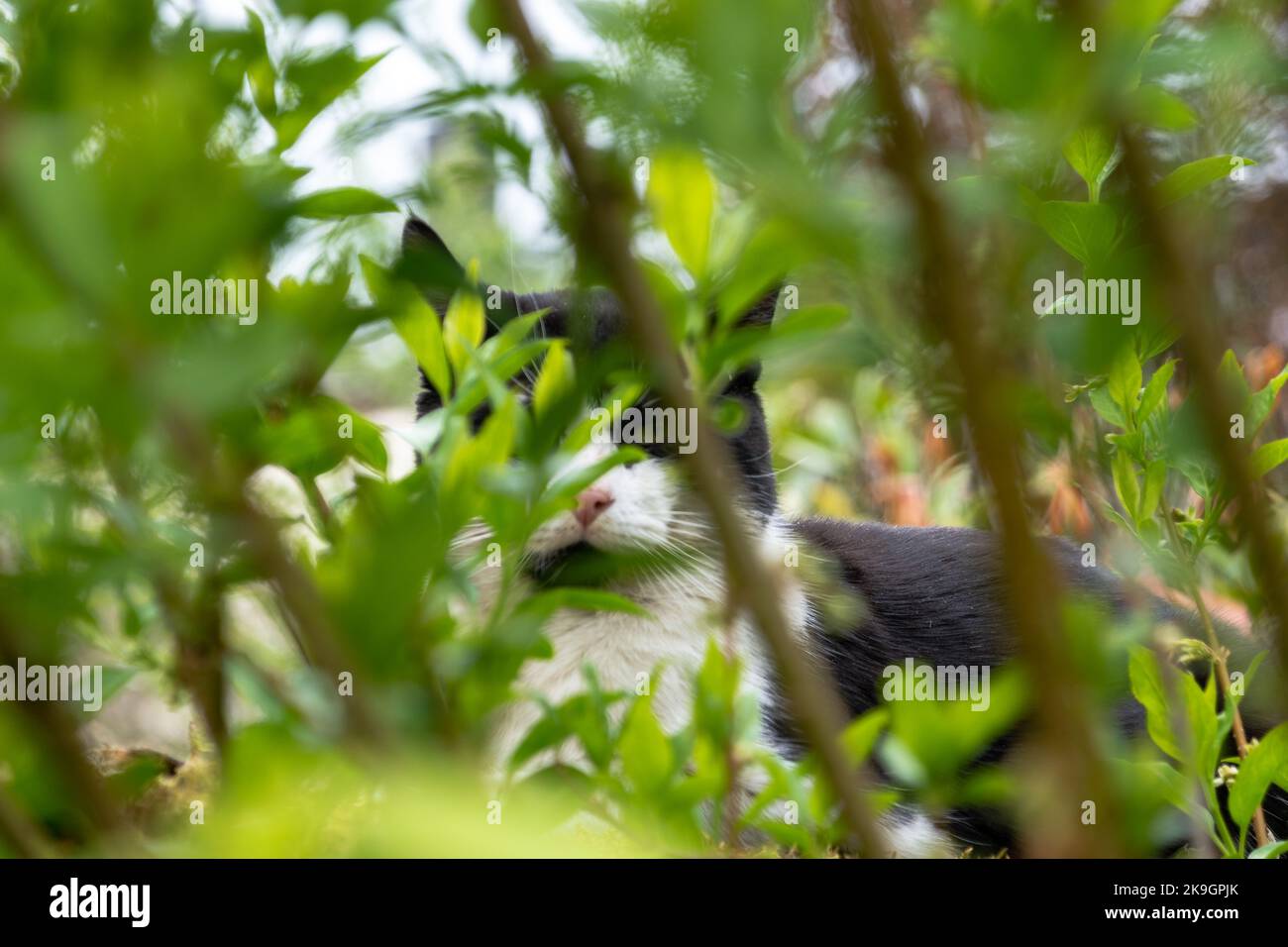 A closeup of a cat hiding behind the green branches Stock Photo - Alamy