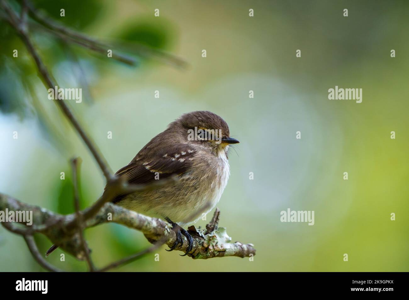 African dusky flycatcher (Muscicapa adusta) perchased on a tree branch ...